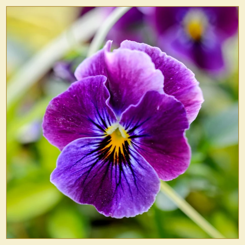 February Birth Flower: The Timeless Beauty of Violets - SilkBlume